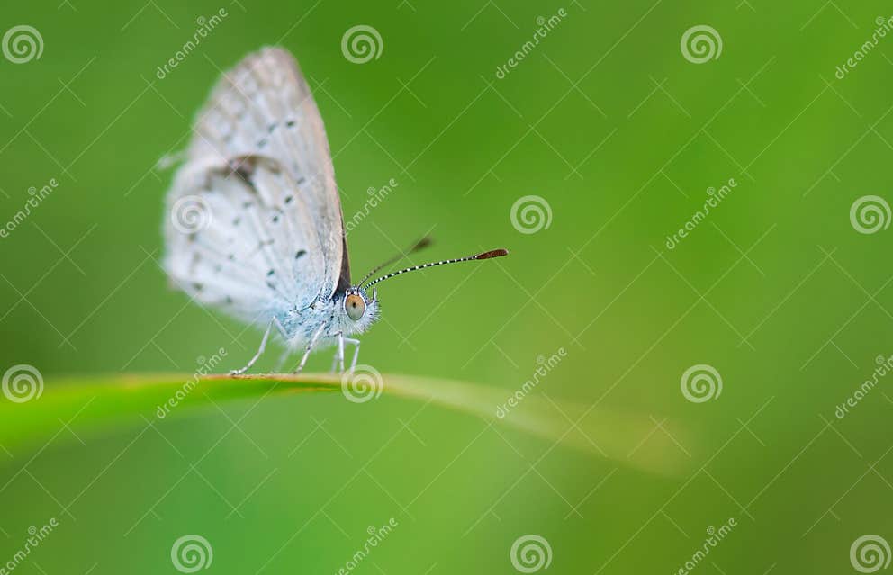 Spring Azure Butterfly stock photo. Image of spring, antennae - 87115614