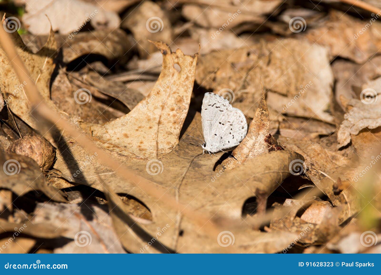 Spring Azure, Celastrina Ladon Stock Image - Image of animal, outdoors ...