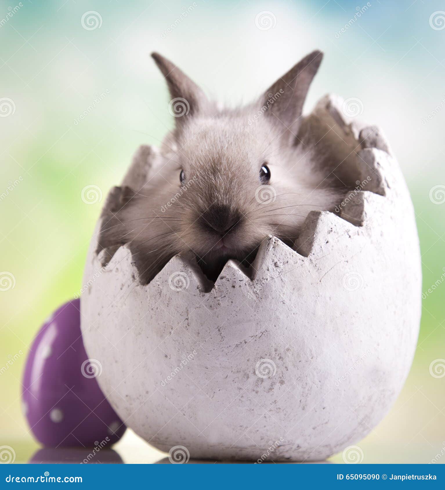 Spring baby bunny stock photo. Image of bunny, young - 65095090