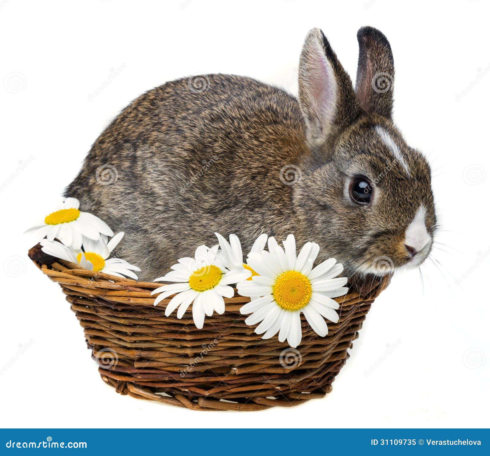 Spring Baby Rabbit in a Basket Stock Image - Image of furry, seasonal ...