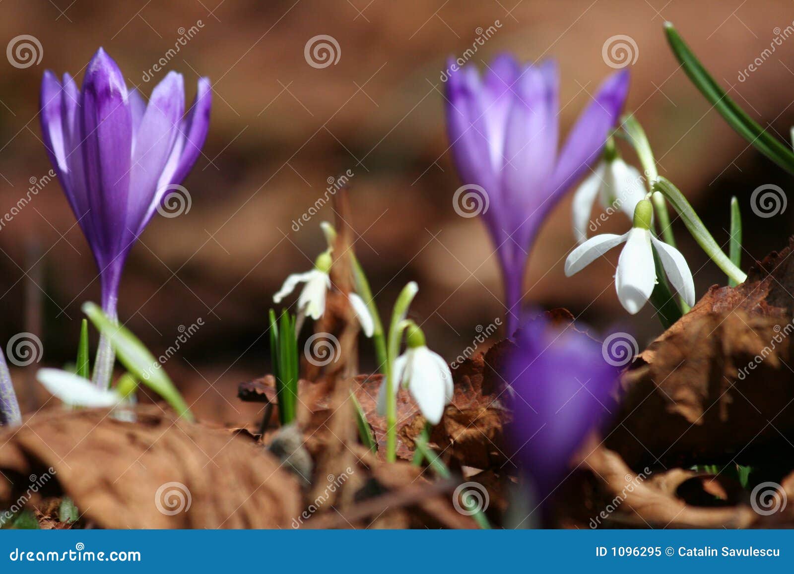 Spring is back stock image. Image of open, flowers, spring - 1096295