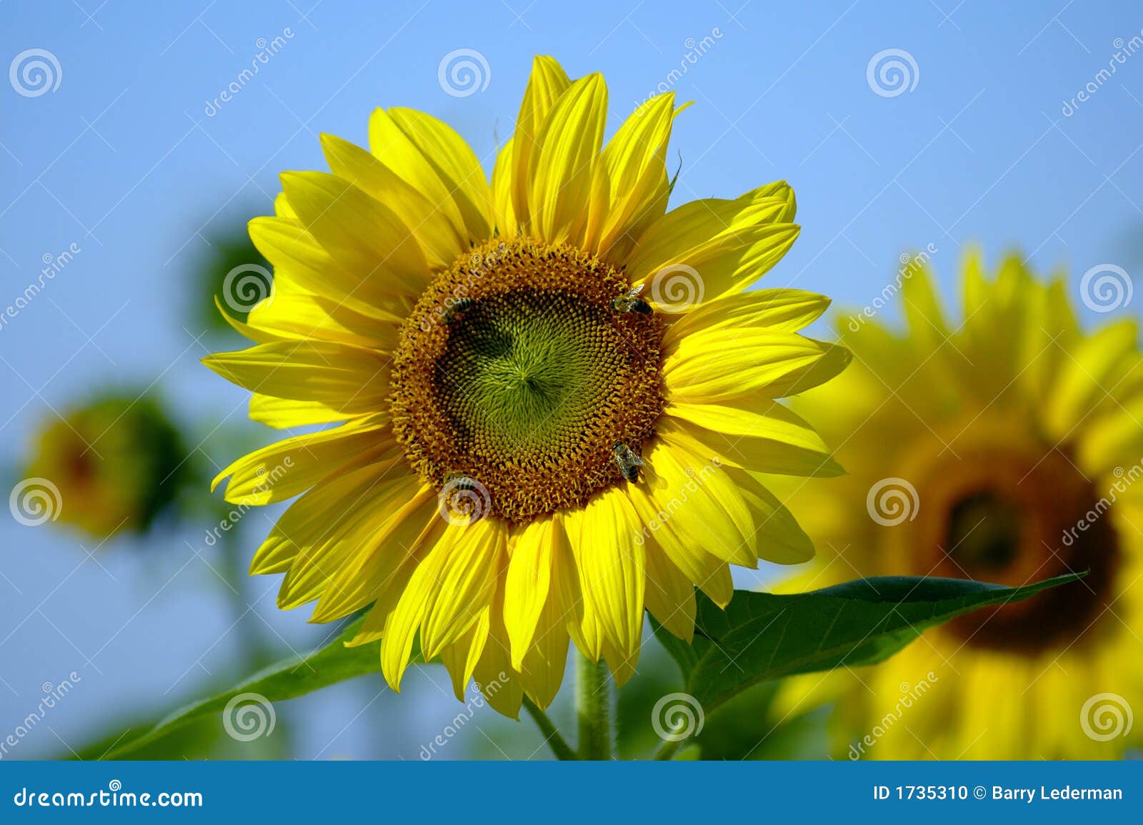 Spring is Back with a Giant Sunflower in Full Bloom Stock Photo - Image ...