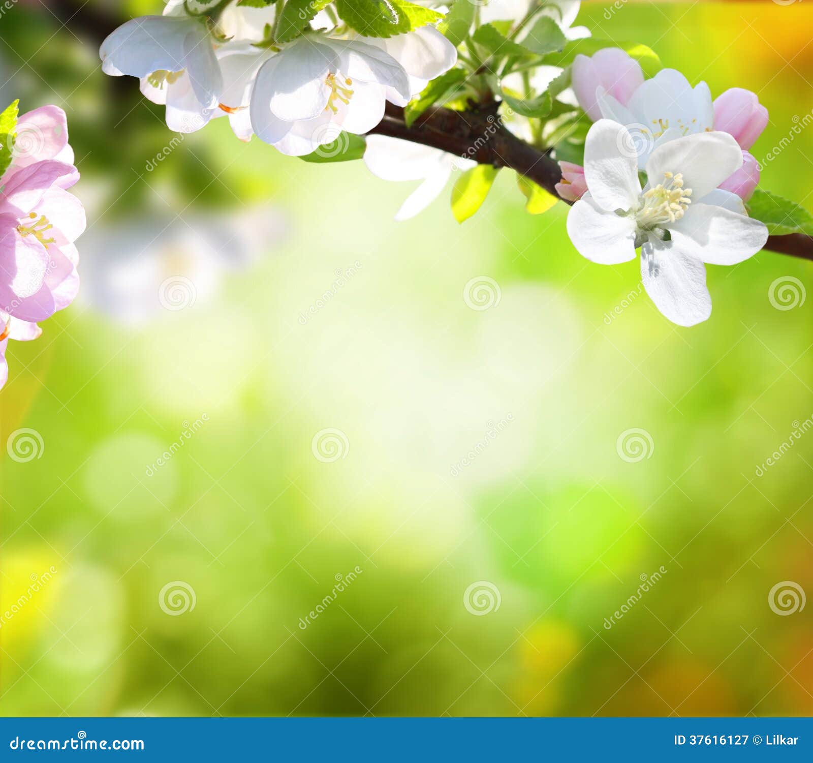 Spring background stock image. Image of flora, flower - 37616127