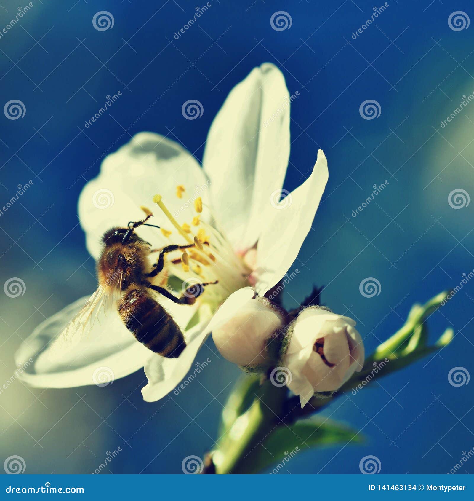 Spring Background. a Beautiful Blooming Tree in Spring with a Flying ...