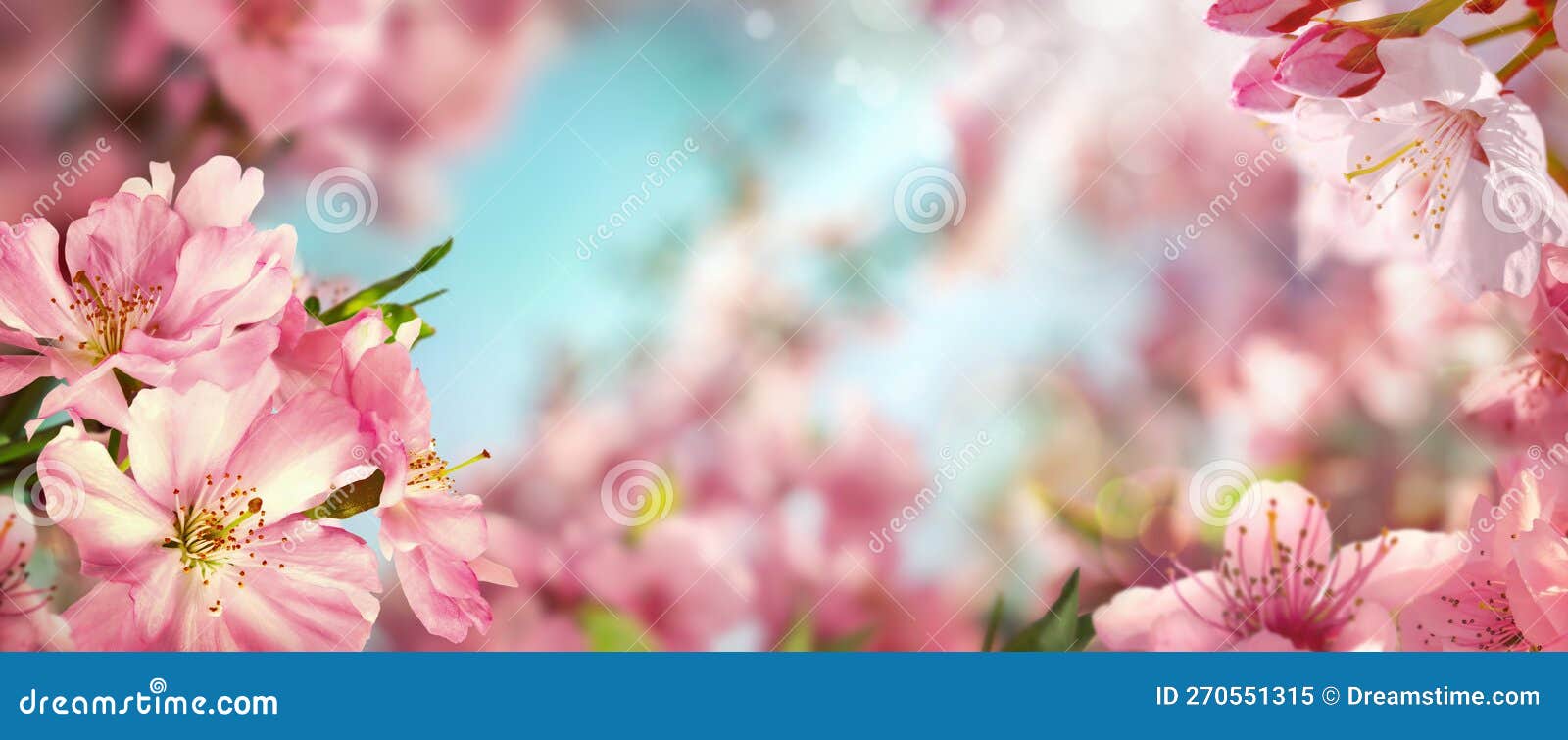 Spring Background with Beautiful Cherry Blossoms Stock Image - Image of ...