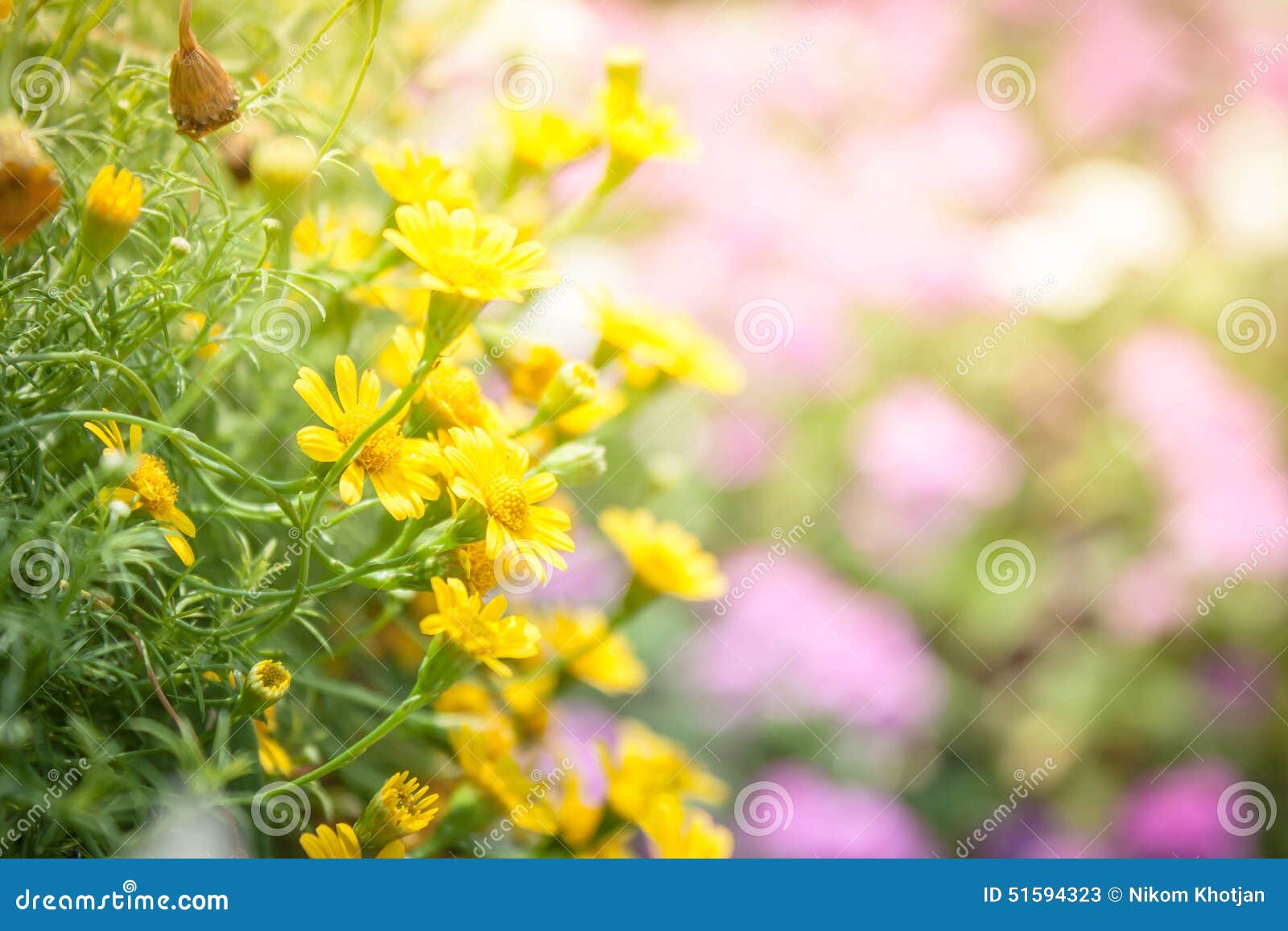 Spring Background with Beautiful Yellow Flowers Stock Image - Image of ...