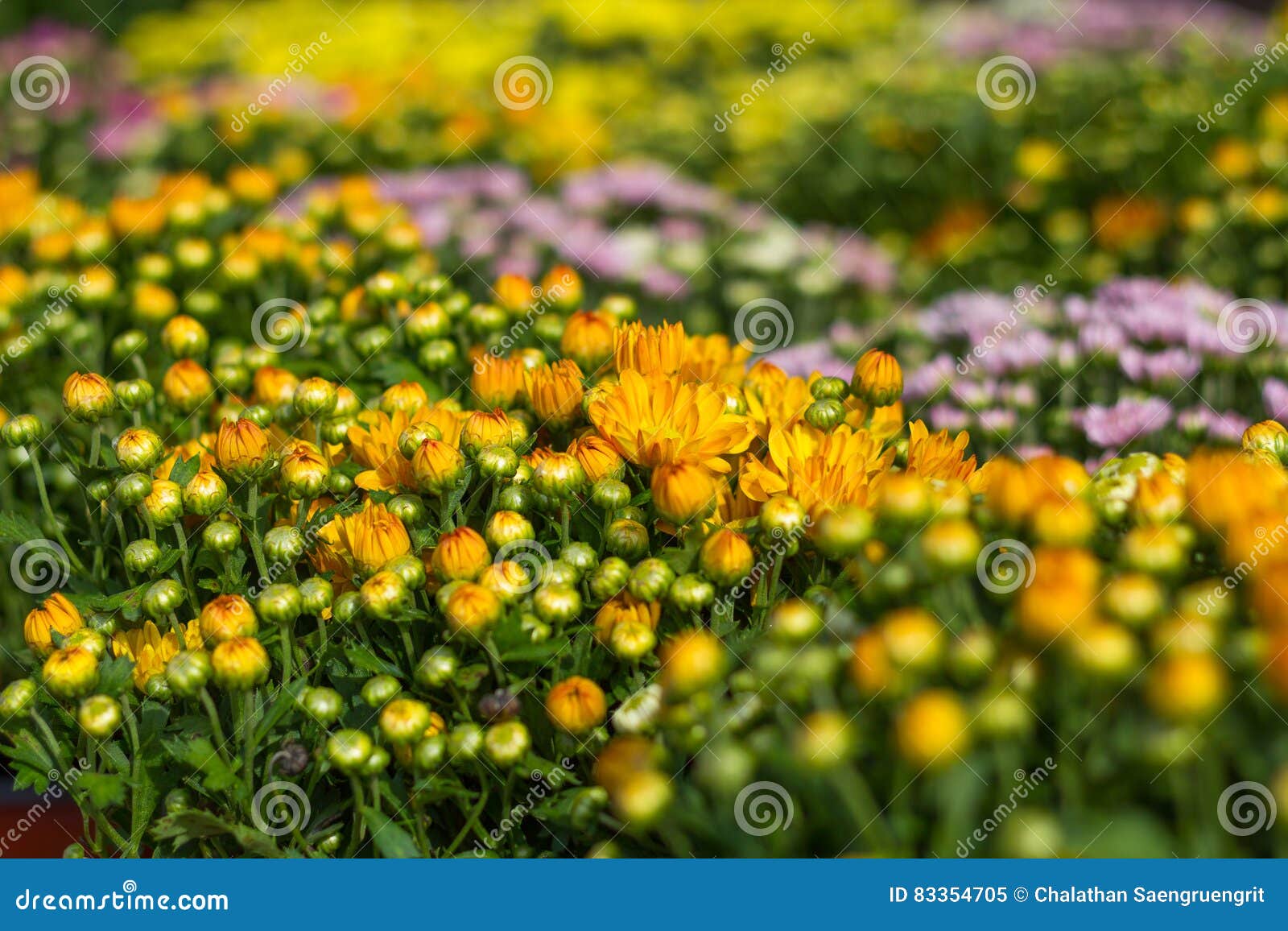Spring Background with Beautiful Yellow Flowers in Garden Stock Image ...