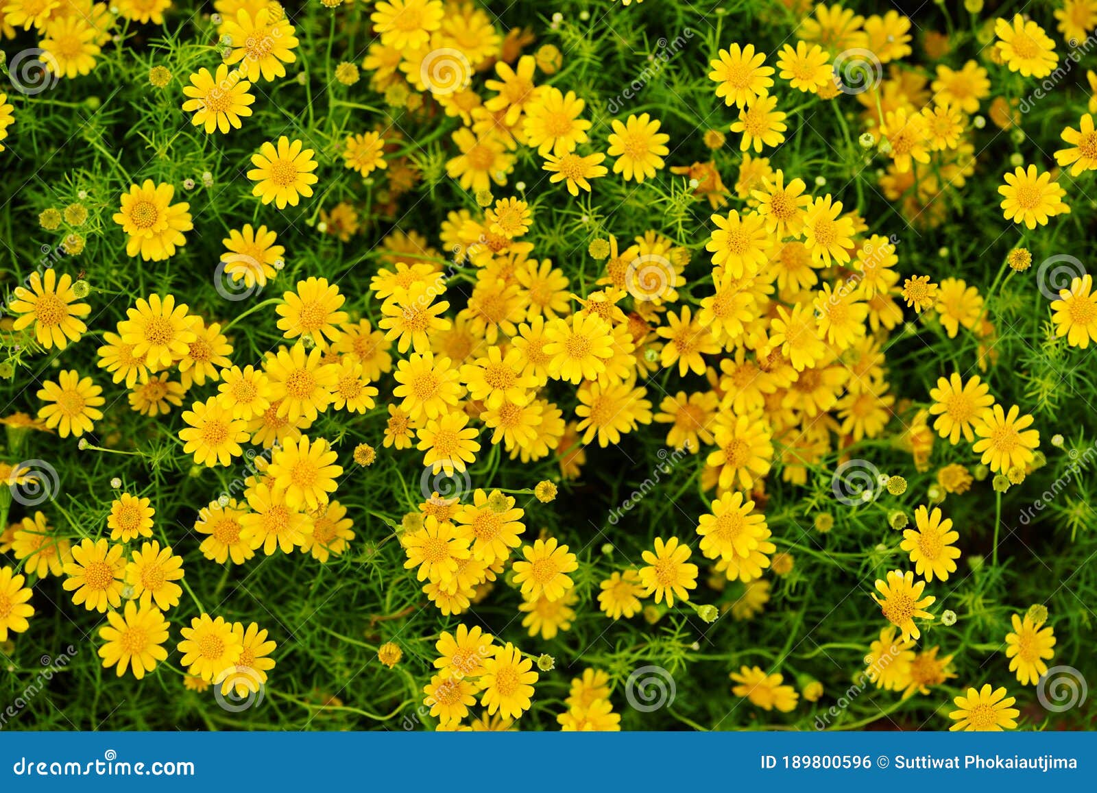 Spring Background with Beautiful Yellow Stock Photo - Image of flora ...