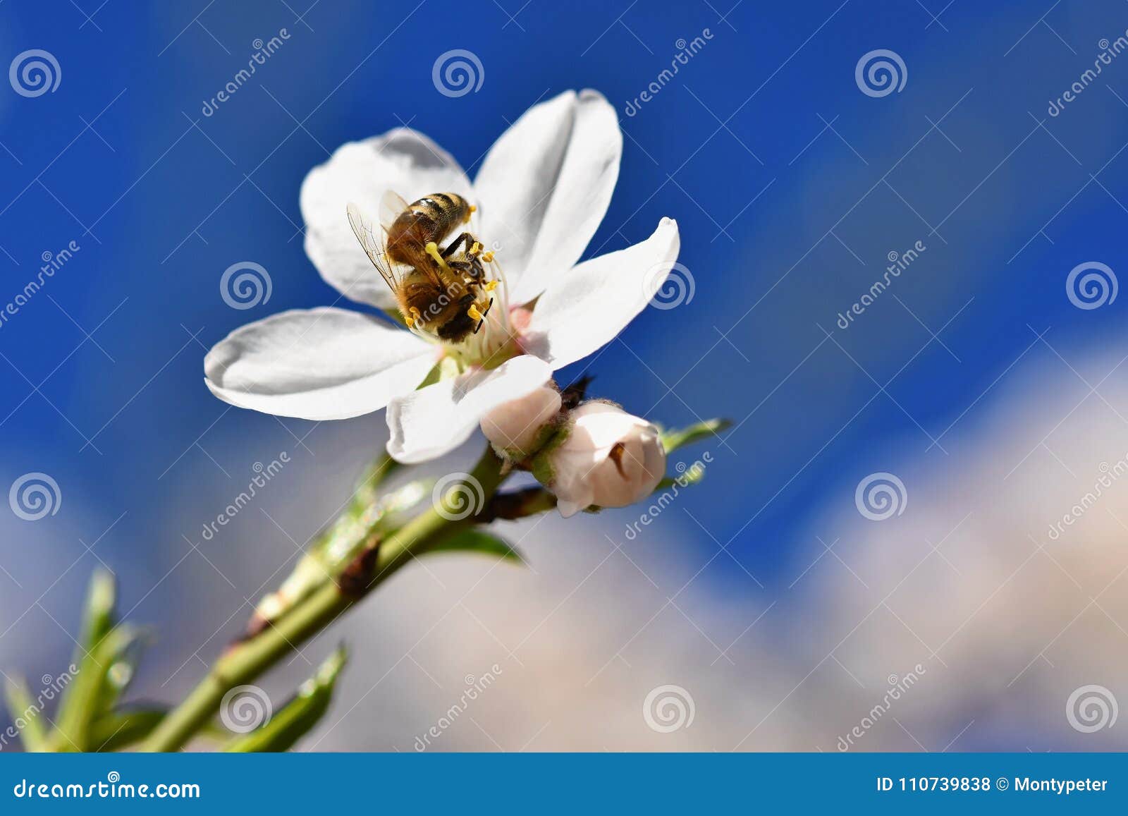 Spring Background. Beautifully Blossoming Tree with a Bee. Flower in ...