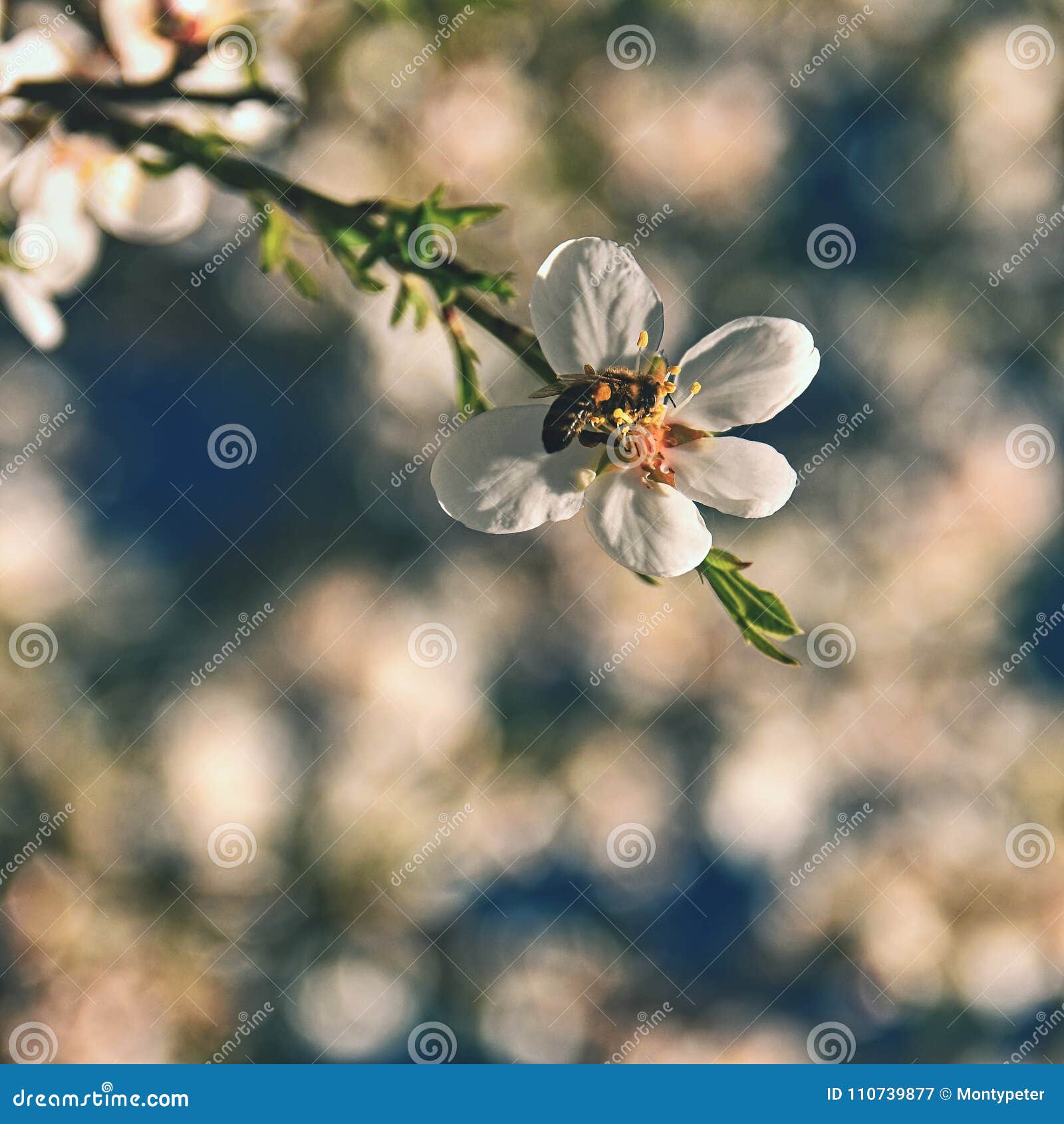 Spring Background. Beautifully Blossoming Tree with a Bee. Flower in ...
