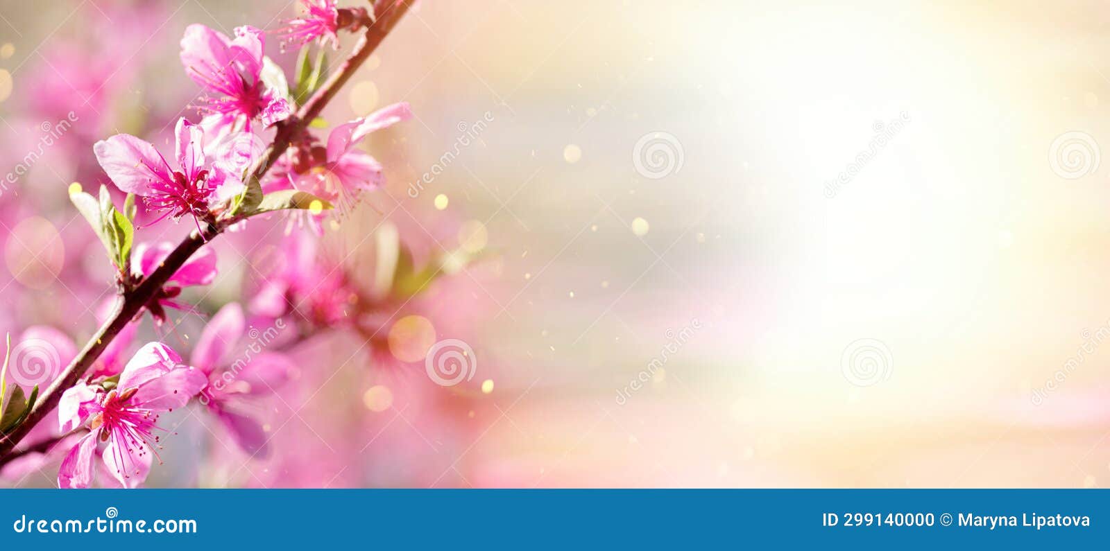 Spring Background with Blooming Peach in Spring. Peach Branch with Sun ...