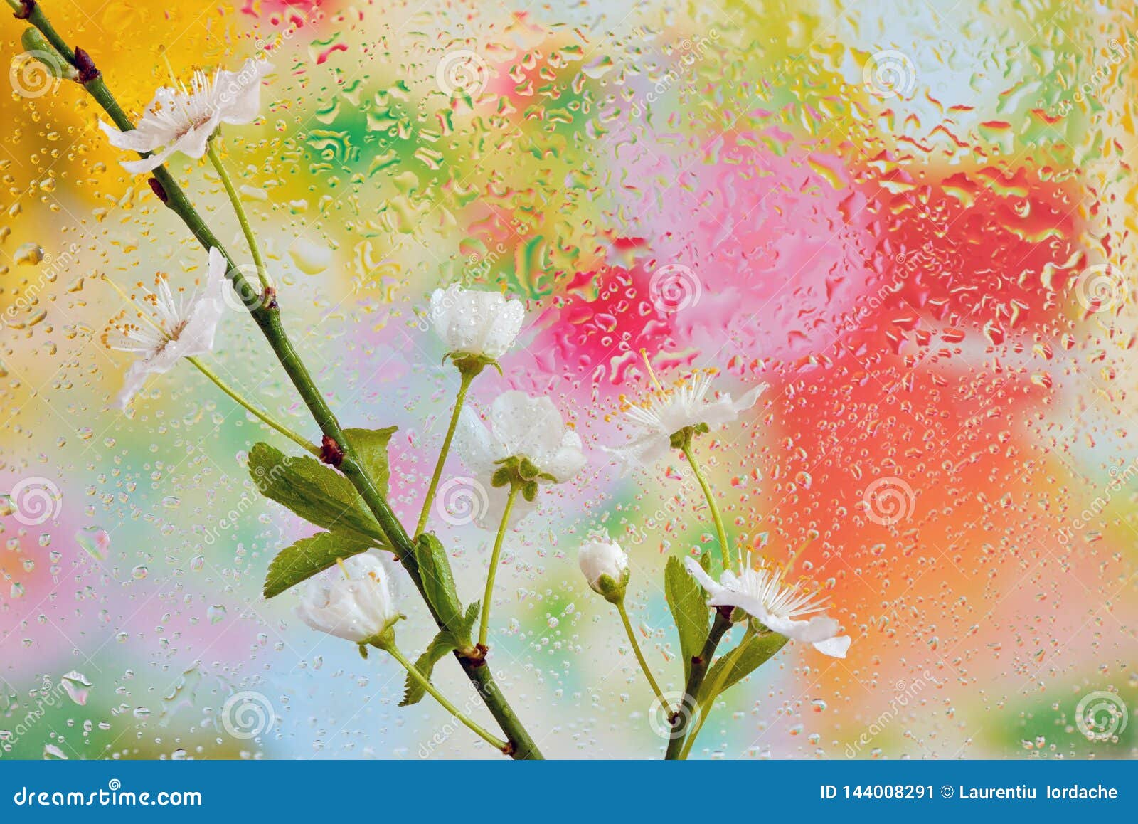 Spring Background with Blossoming Tree Brunch Stock Image - Image of ...