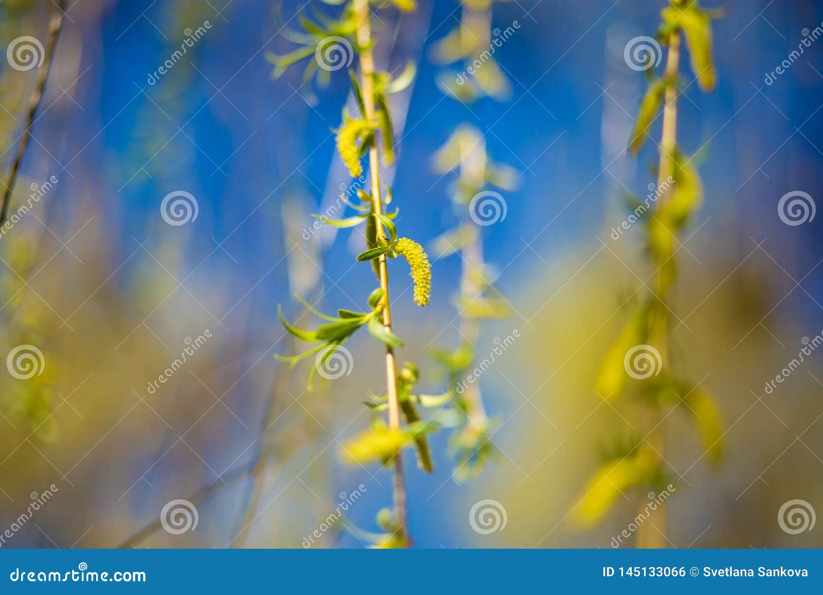 Spring Background with Fresh Willow Leaves Stock Photo - Image of fresh ...