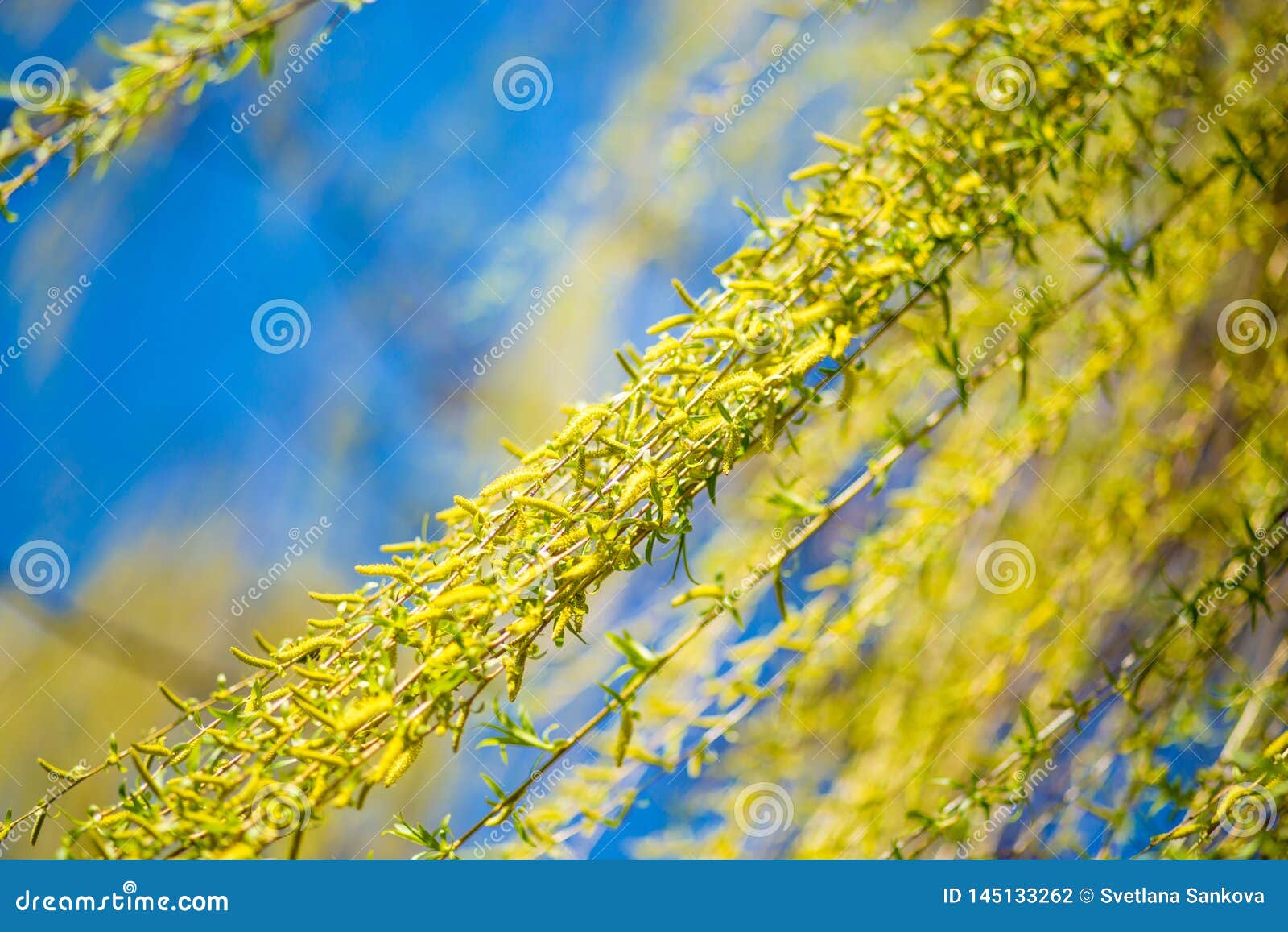 Spring Background with Fresh Willow Leaves Stock Photo - Image of ...