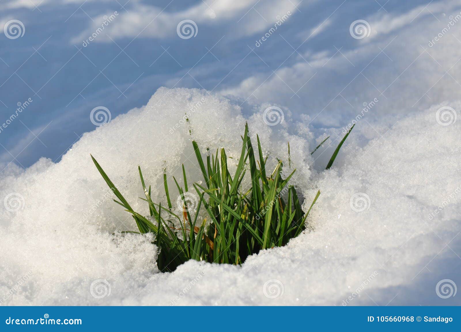 Grass Under Snow in the Spring Stock Photo - Image of snow, melt: 105660968