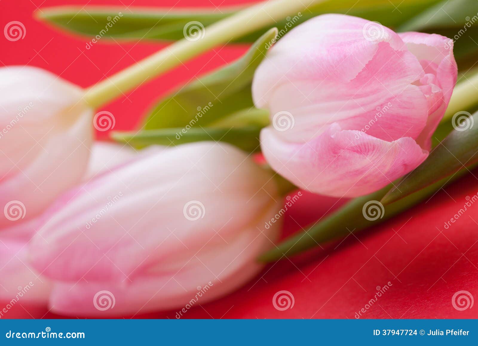 Spring Background of Dainty Pink Tulips Stock Photo - Image of flora ...