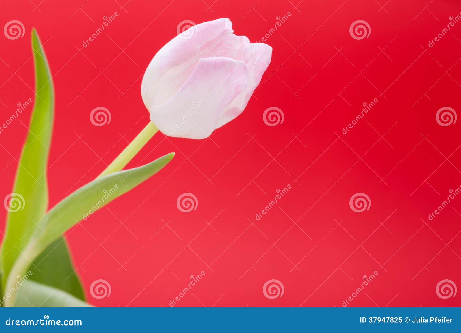 Spring Background of Dainty Pink Tulips Stock Image - Image of ...