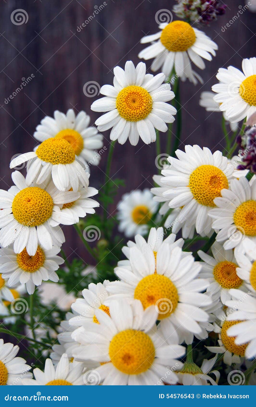 Spring Background with Daisies Stock Image - Image of bunch ...