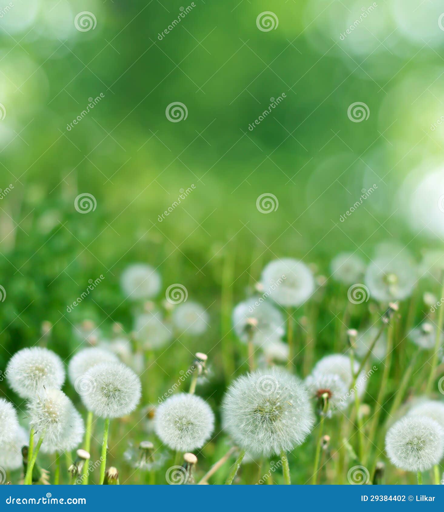 A Spring Background Of Green Budding Leaves. Royalty-Free Stock Photo ...