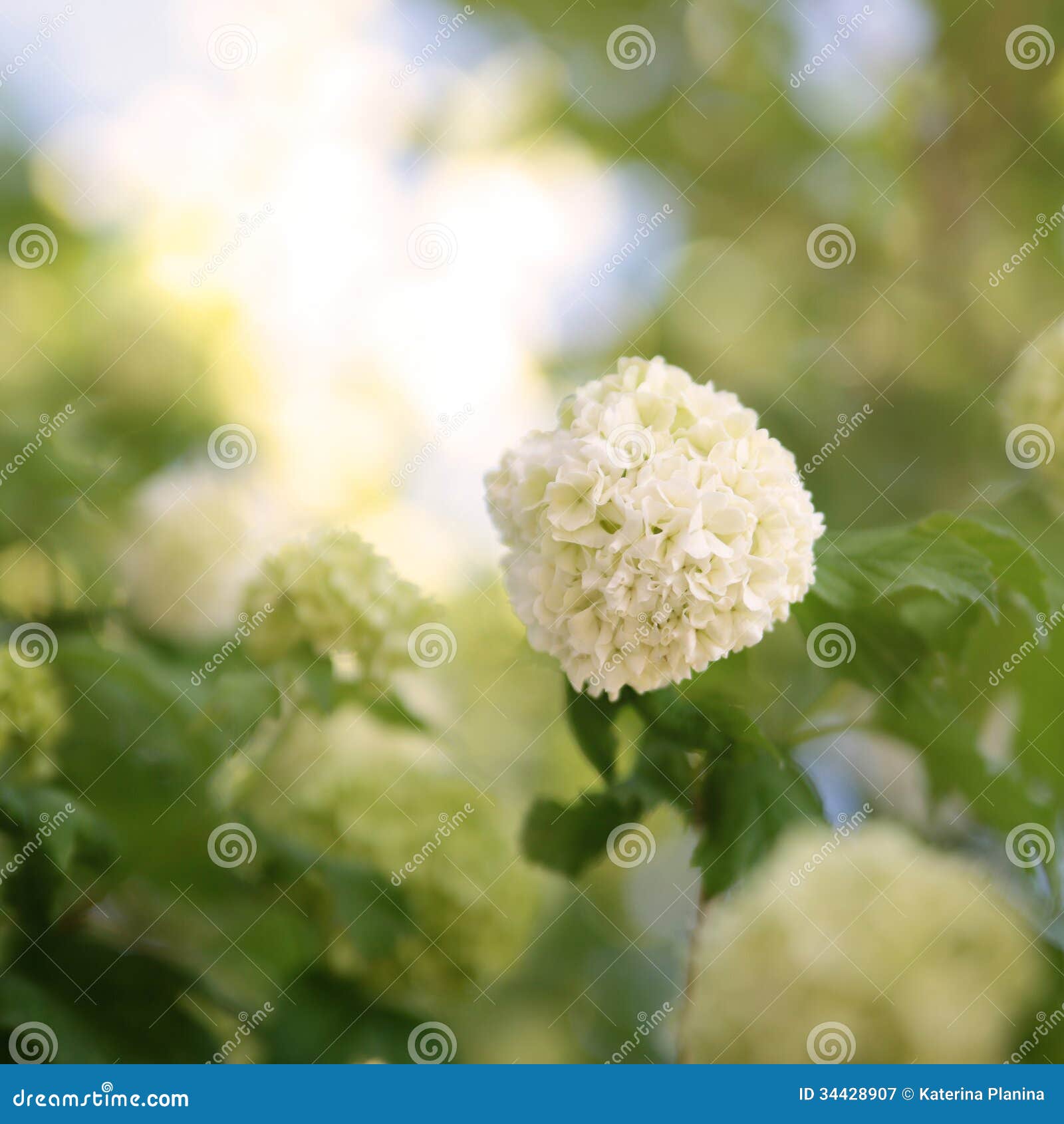Spring background stock image. Image of flowers, environment - 34428907