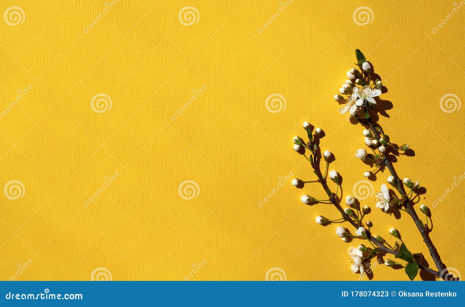 Spring Background. Flowering Branches on a Yellow Background Stock ...