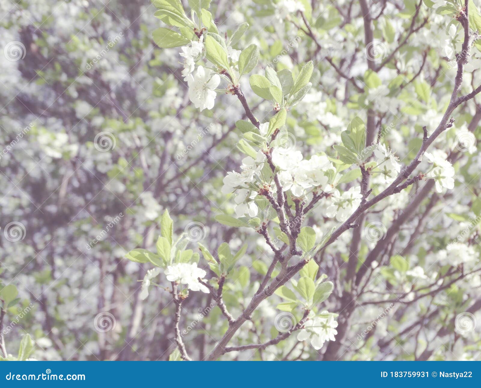 Spring Background of Flowering Tree and Leaves Stock Image - Image of ...