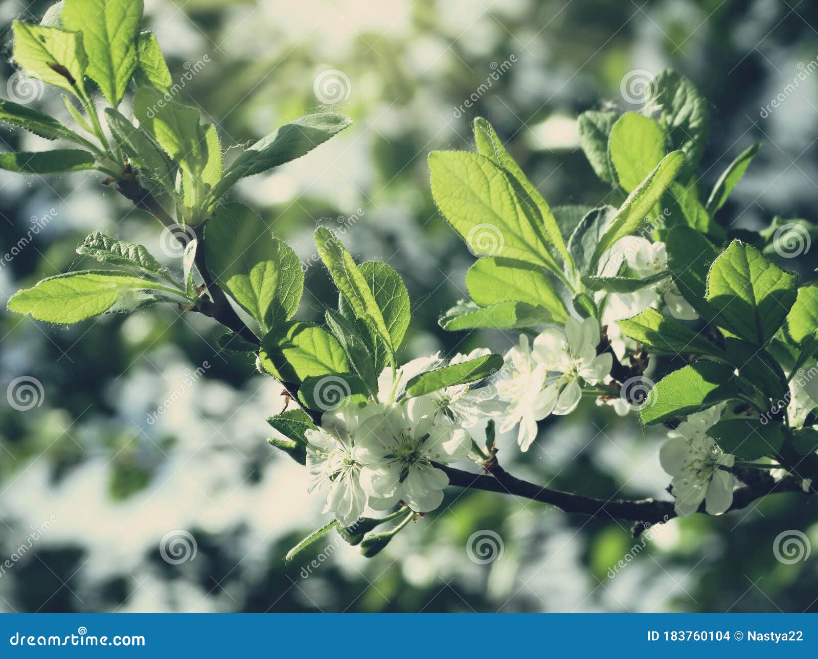 Spring Background of Flowering Tree and Leaves Stock Photo - Image of ...