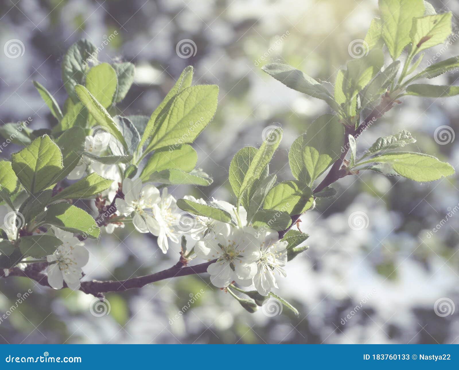 Spring Background of Flowering Tree and Leaves Stock Image - Image of ...