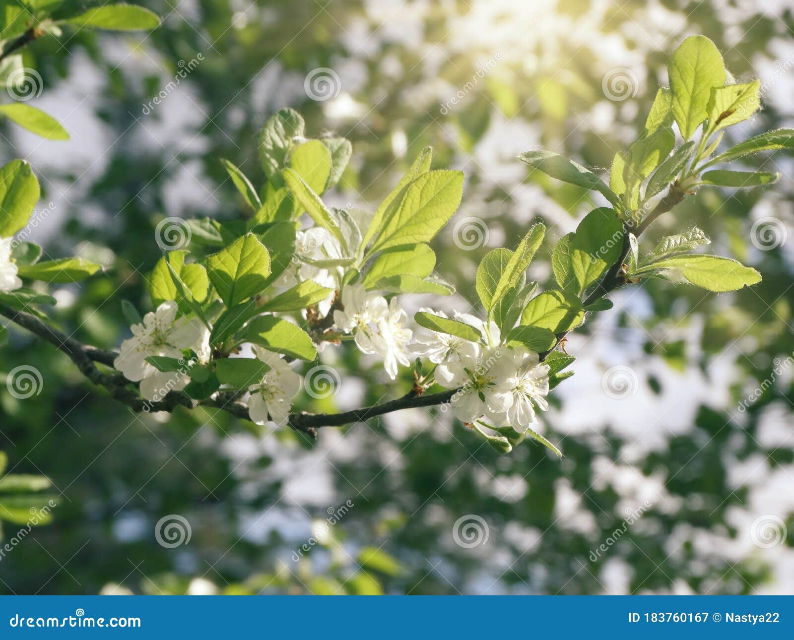 Spring Background of Flowering Tree and Leaves Stock Image - Image of ...