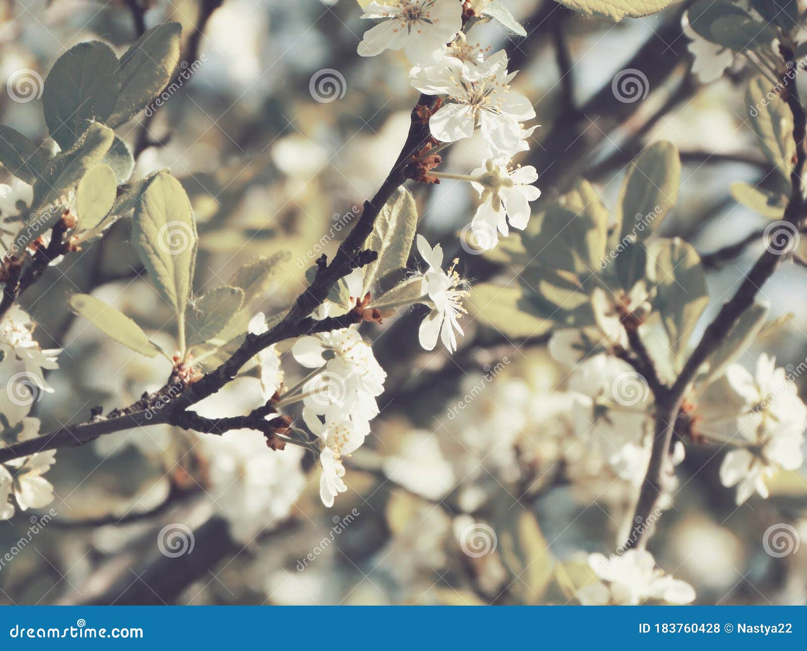 Spring Background of Flowering Tree and Leaves Stock Photo - Image of ...