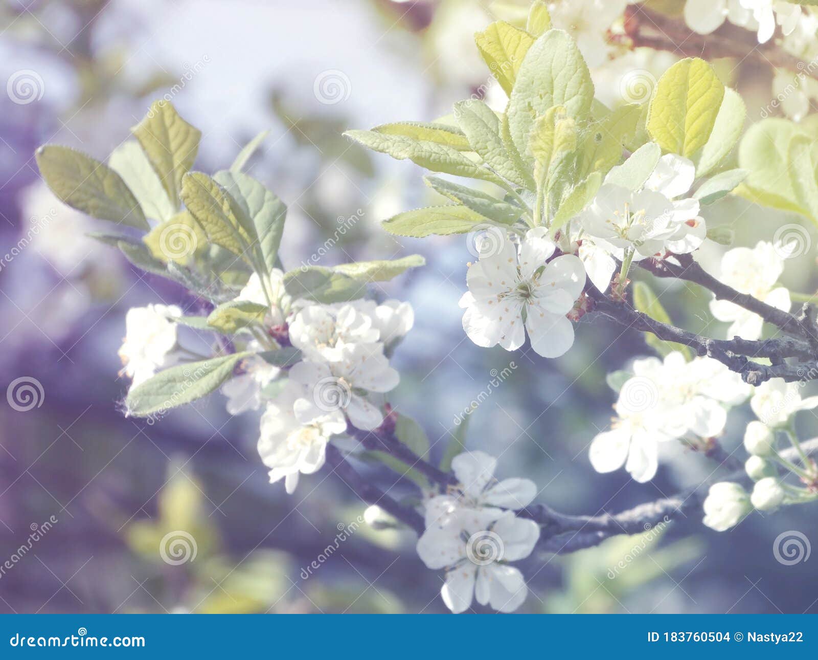 Spring Background of Flowering Tree and Leaves Stock Photo - Image of ...