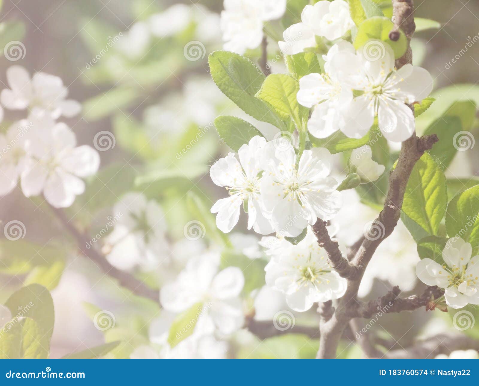 Spring Background of Flowering Tree and Leaves Stock Photo - Image of ...