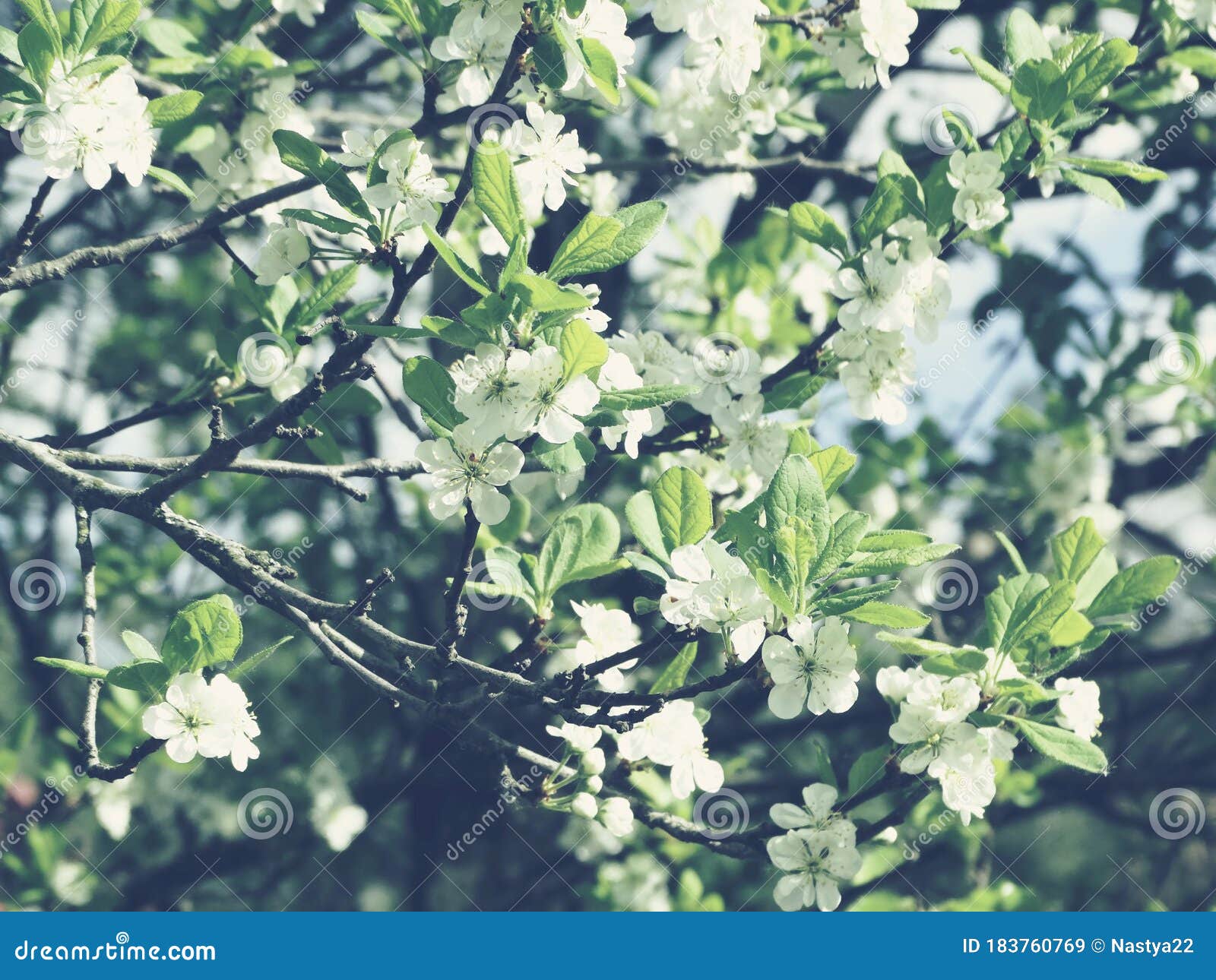 Spring Background of Flowering Tree and Leaves Stock Image - Image of ...