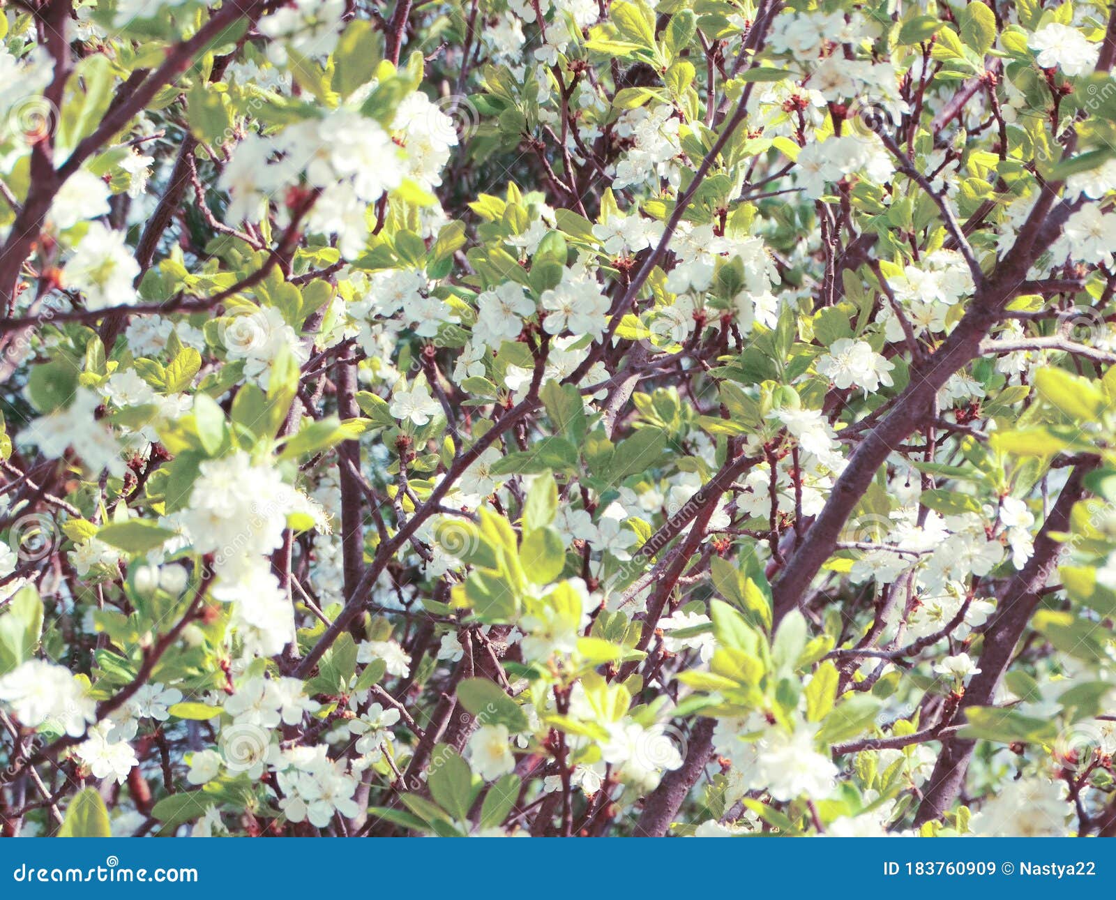 Spring Background of Flowering Tree and Leaves Stock Image - Image of ...