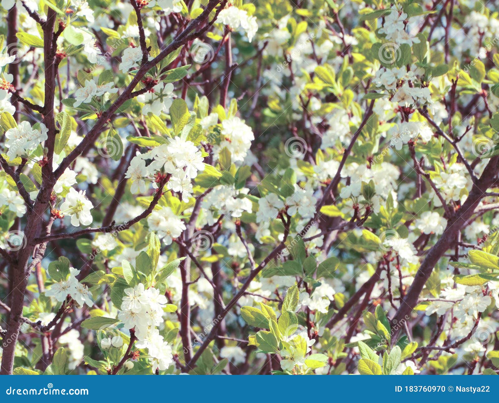 Spring Background of Flowering Tree and Leaves Stock Photo - Image of ...