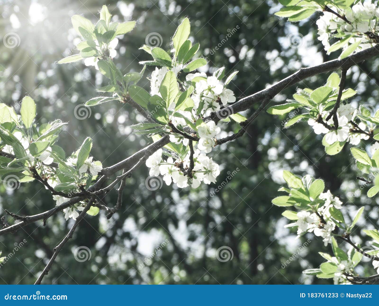 Spring Background of Flowering Tree and Leaves Stock Image - Image of ...