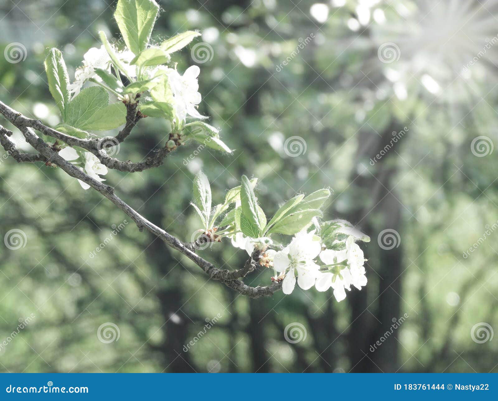 Spring Background of Flowering Tree and Leaves Stock Photo - Image of ...