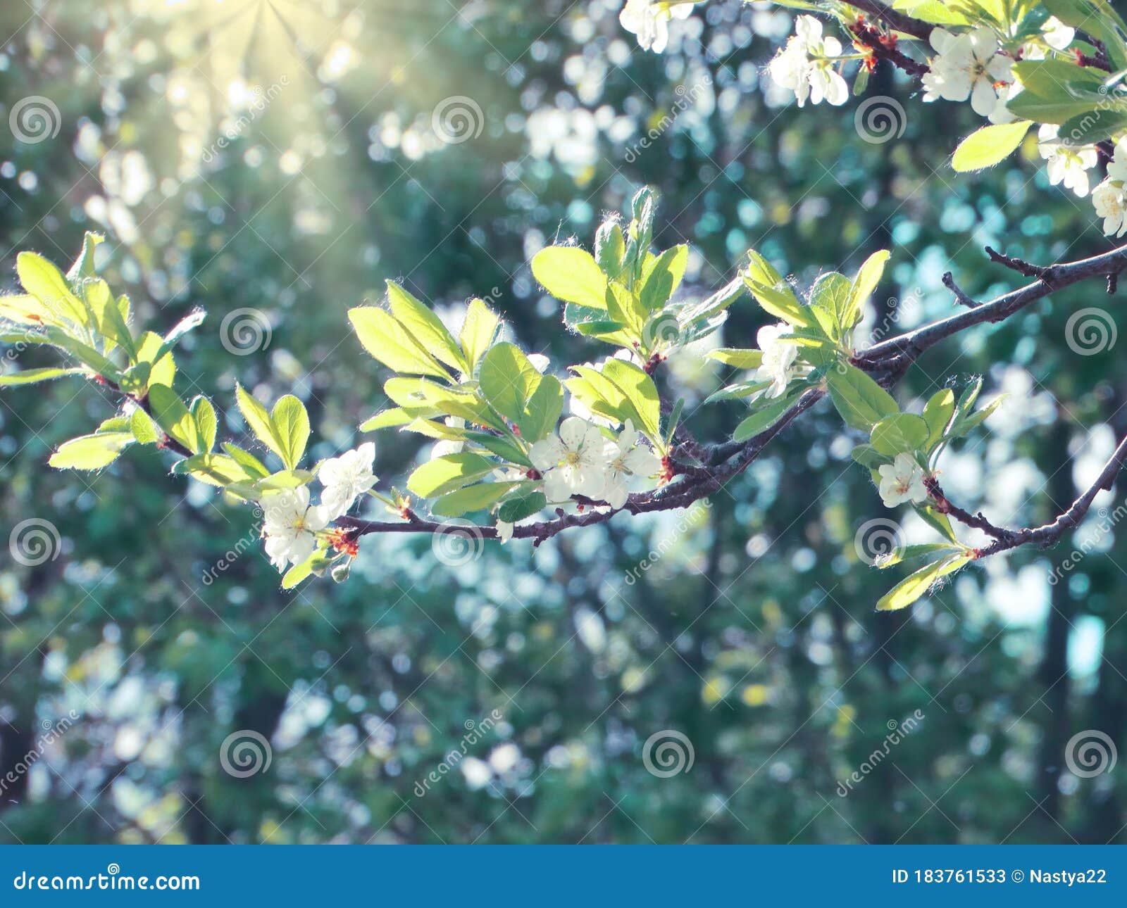 Spring Background of Flowering Tree and Leaves Stock Image - Image of ...