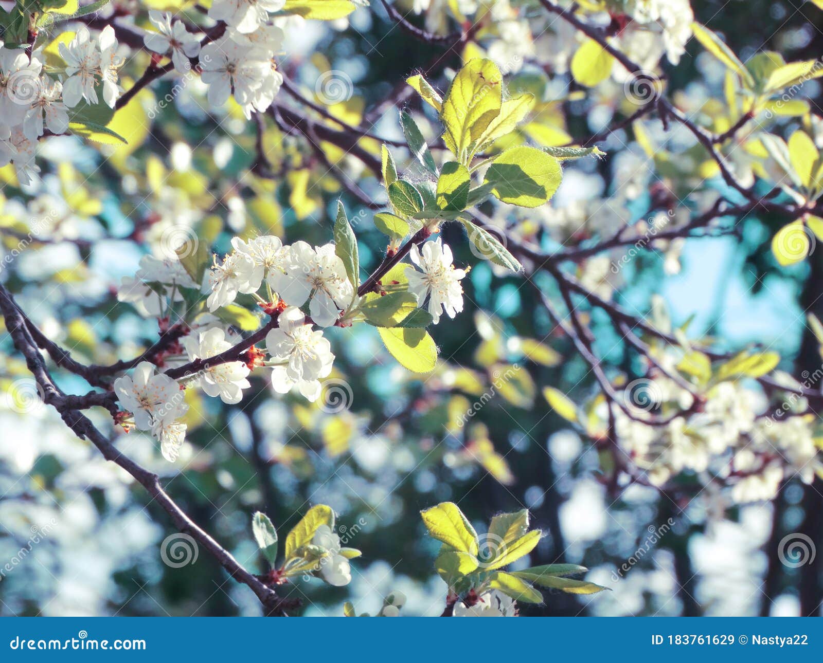 Spring Background of Flowering Tree and Leaves Stock Image - Image of ...