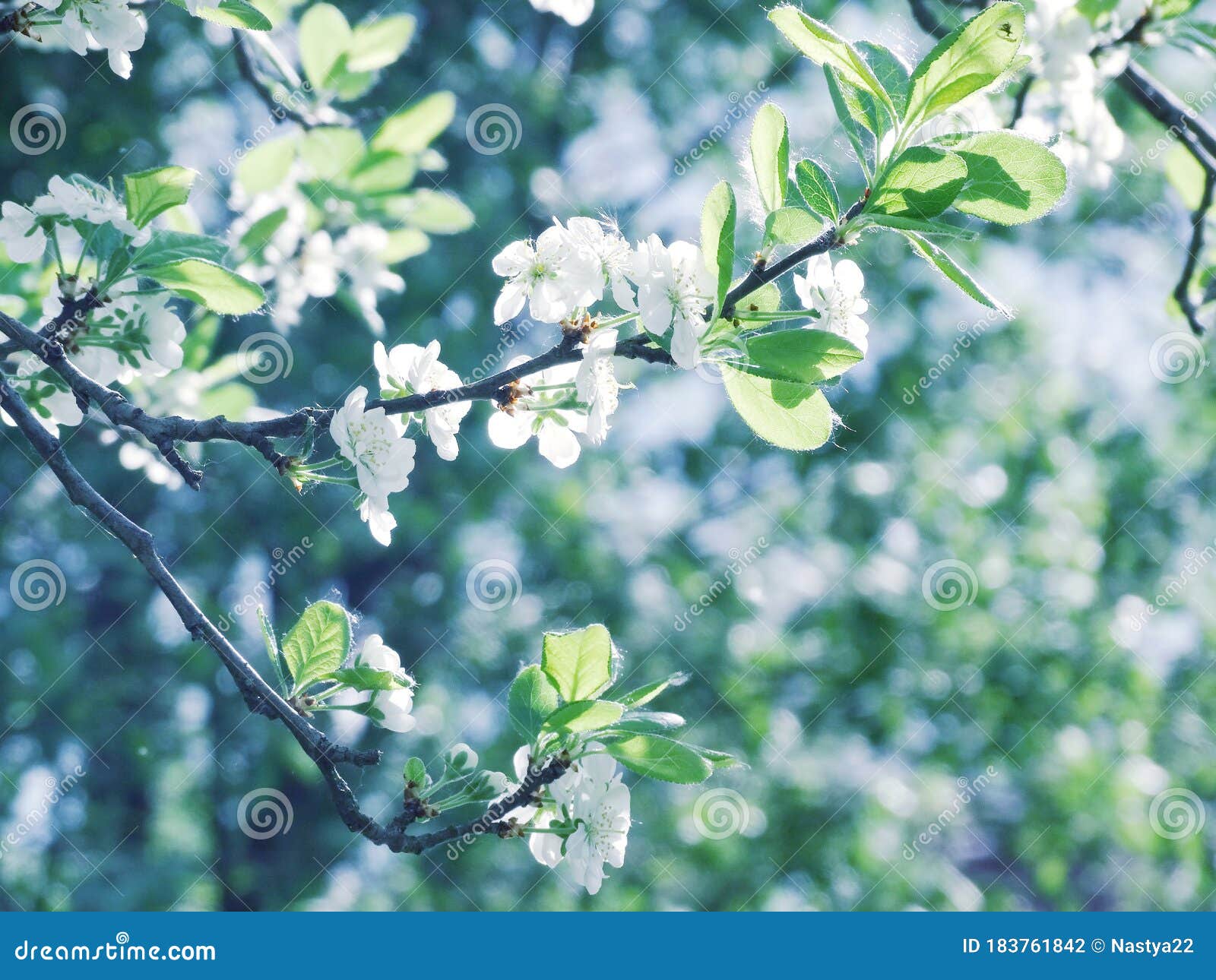 Spring Background of Flowering Tree and Leaves Stock Photo - Image of ...