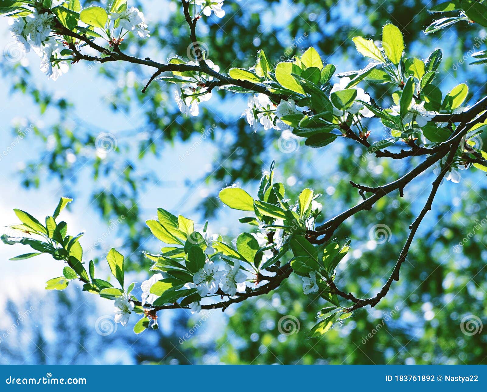 Spring Background of Flowering Tree and Leaves Stock Photo - Image of ...