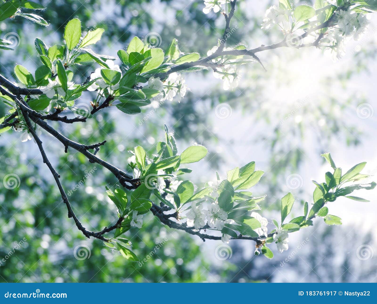 Spring Background of Flowering Tree and Leaves Stock Image - Image of ...