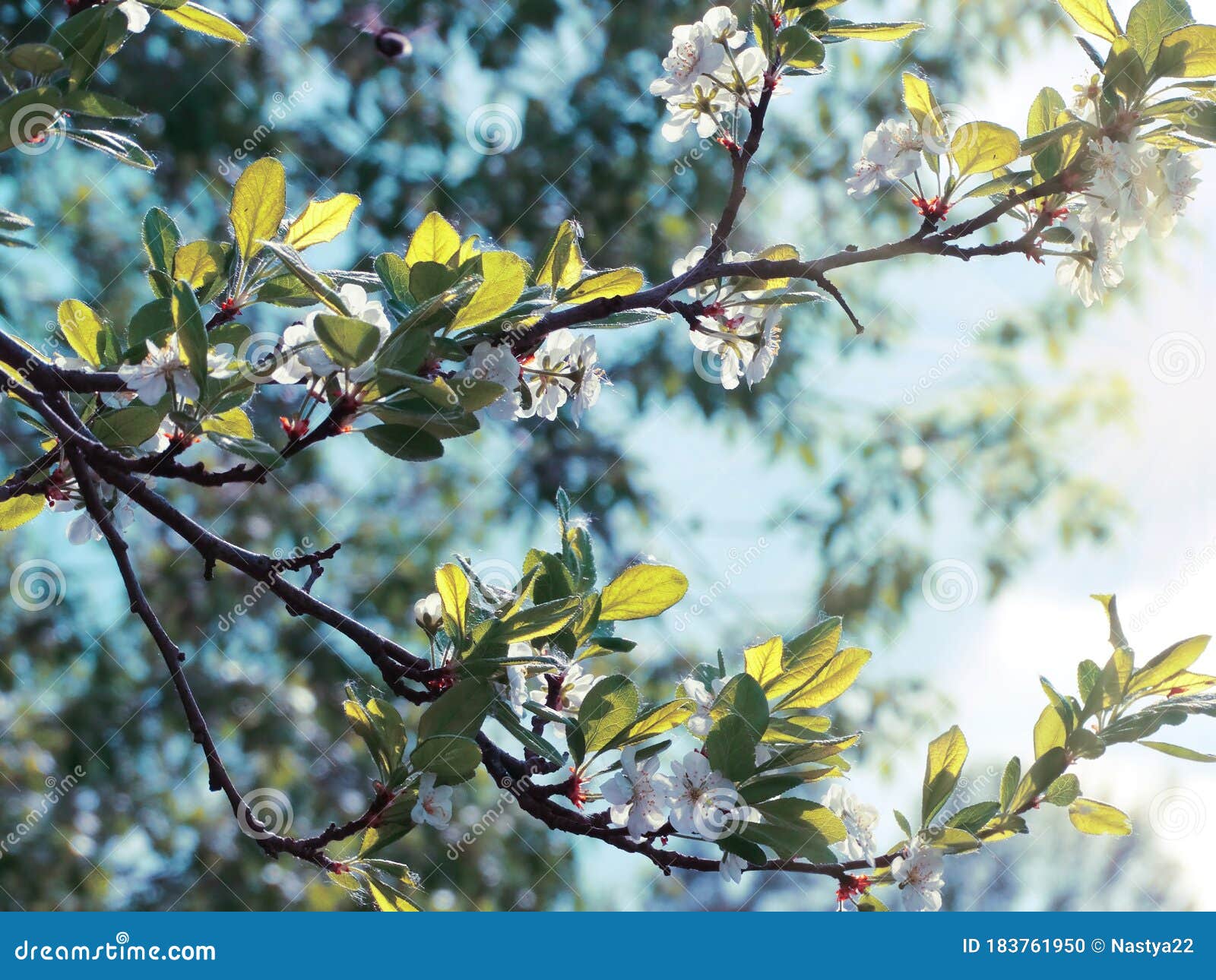 Spring Background of Flowering Tree and Leaves Stock Photo - Image of ...