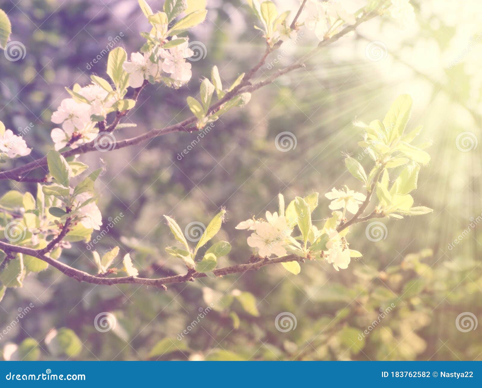 Spring Background of Flowering Tree and Leaves Stock Photo - Image of ...