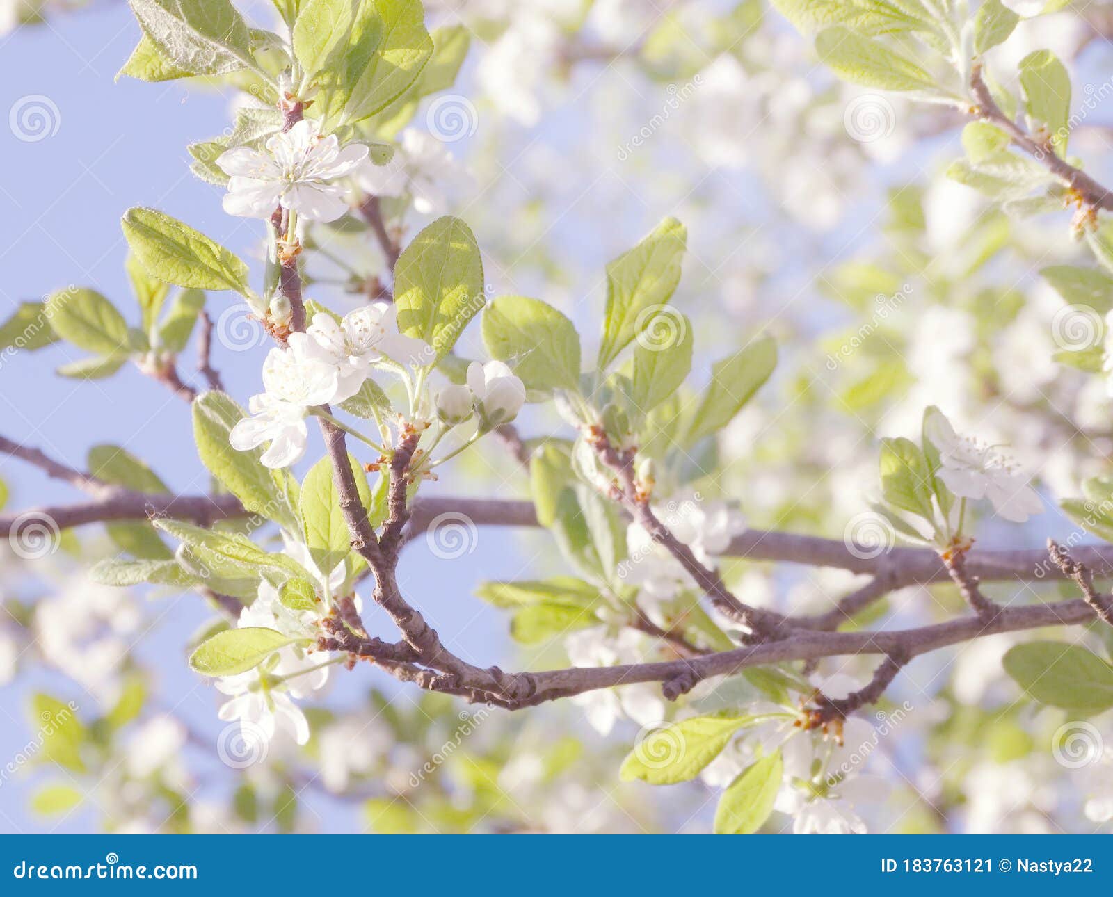 Spring Background of Flowering Tree and Leaves Stock Image - Image of ...