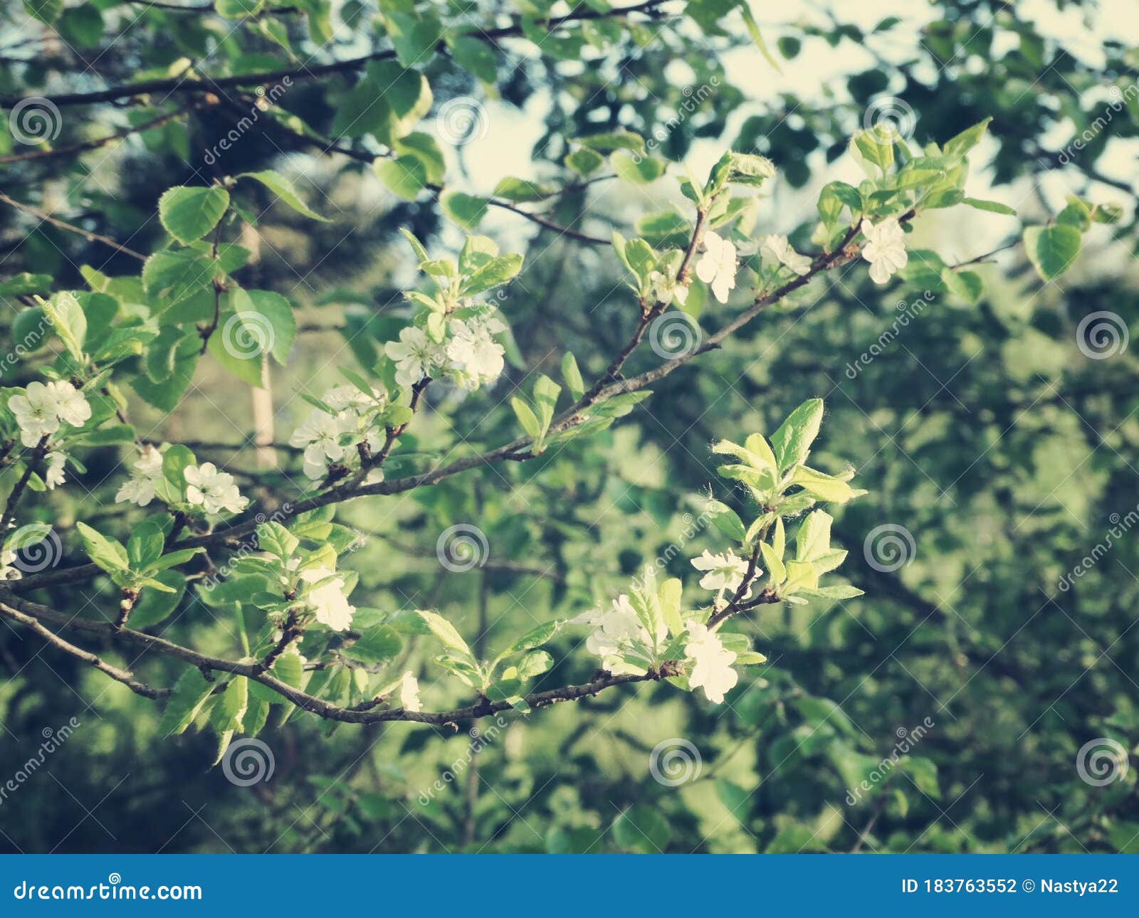 Spring Background of Flowering Tree and Leaves Stock Photo - Image of ...