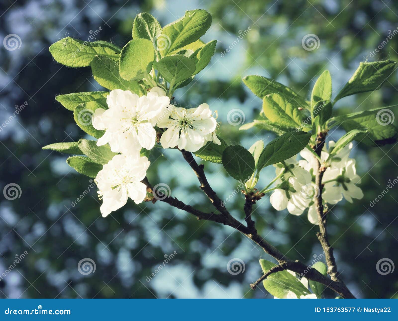 Spring Background of Flowering Tree and Leaves Stock Image - Image of ...