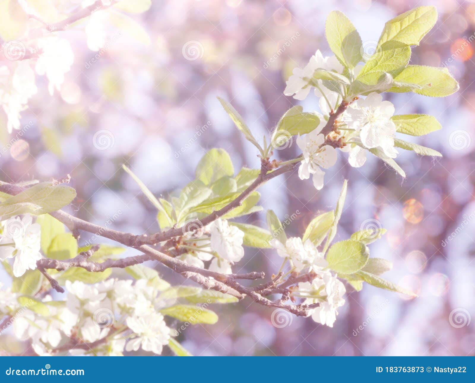 Spring Background of Flowering Tree and Leaves Stock Image - Image of ...