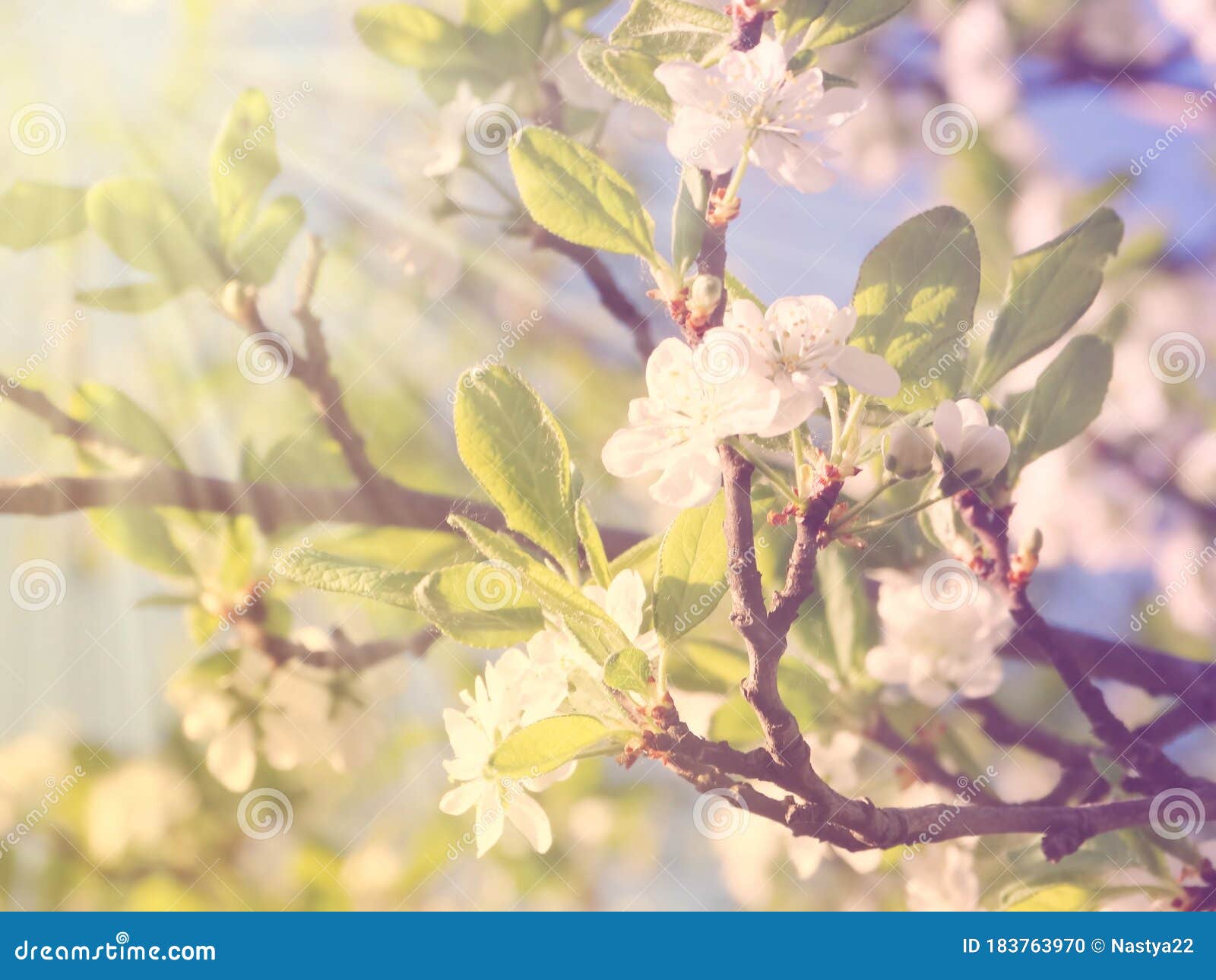 Spring Background of Flowering Tree and Leaves Stock Photo - Image of ...