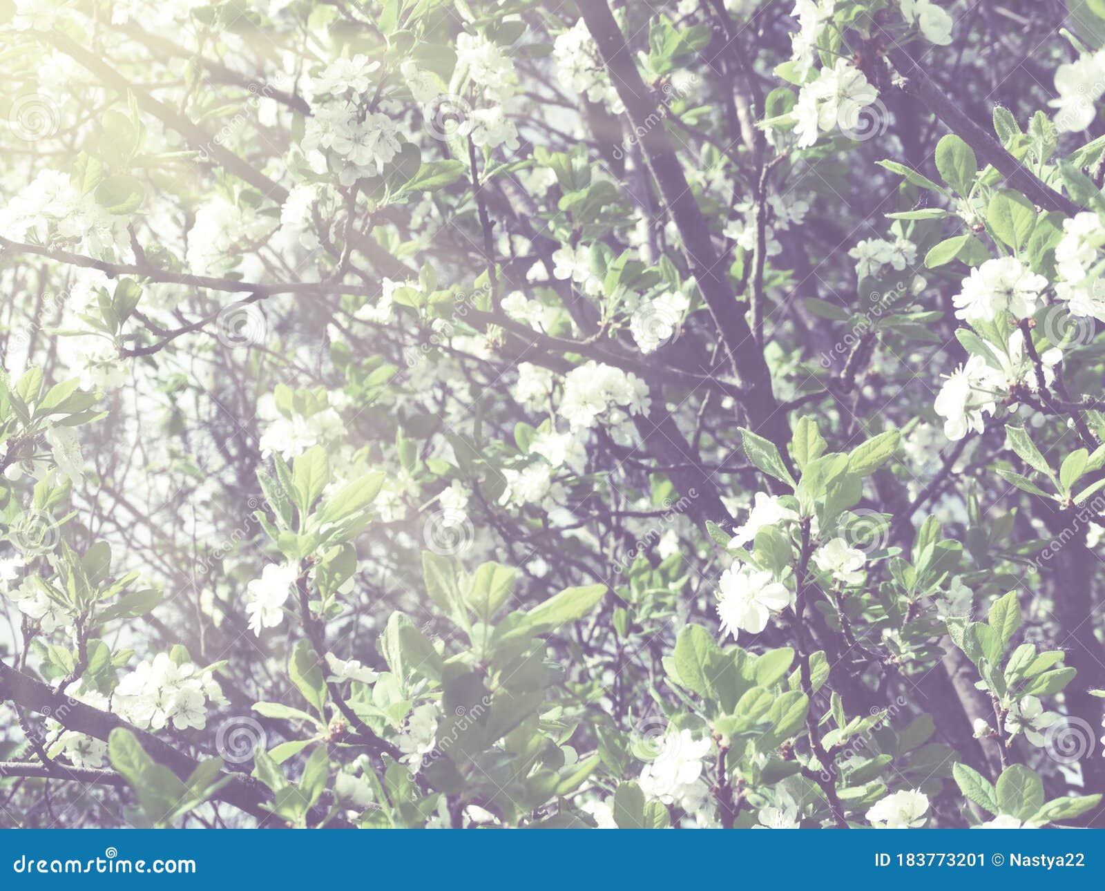 Spring Background of Flowering Tree and Leaves Stock Image - Image of ...